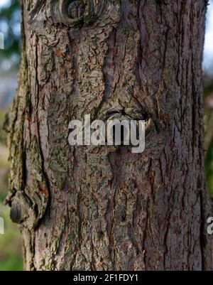The patterns of tree bark wit strong side lighting Stock Photo - Alamy