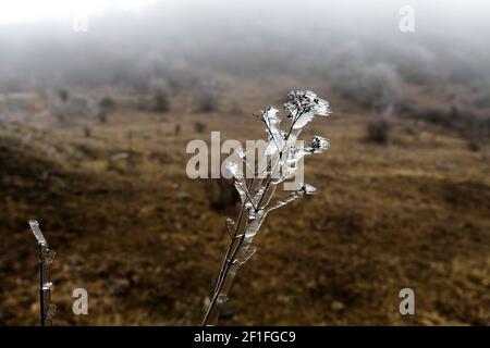 After the freezing rain (glazed rain). Note that as the plants ...