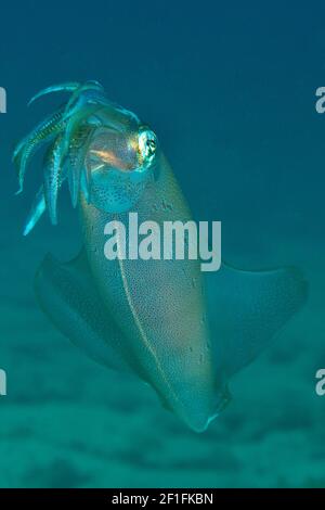 Common or European Squid, Loligo vulgaris, Tilos Island, Dodecanese ...
