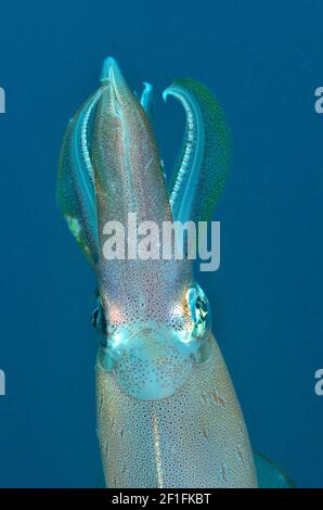 Loligo vulgaris, common squid, Gemeiner Kalmar, Tamariu, Costa Brava ...