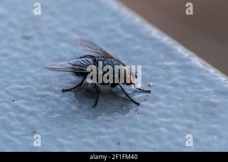 house fly or housefly Latin name musca domestica or stomoxys calcitrans ...