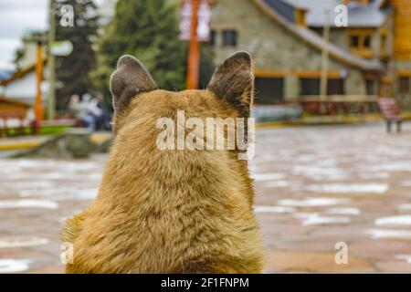 Back view of german shepherd at square Stock Photo - Alamy