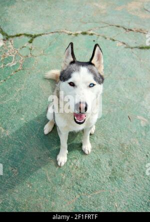 A high angle shot of a cute Siberian Husky sitting outdoor Stock Photo ...
