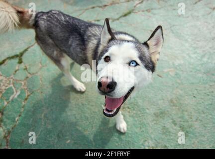 A high angle shot of a cute Siberian Husky sitting outdoor Stock Photo ...