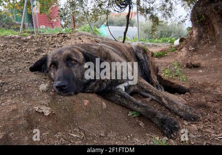 A closeup shot of a Dutch Shepherd on the blurry background Stock Photo ...