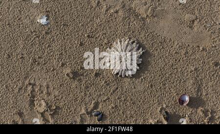 dead sea urchin washed to the sandy beach, gili islands, Indonesia ...