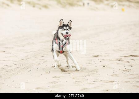 Siberian Husky Dog On The Sand Stock Photo - Alamy