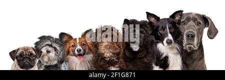 Different breeds of dogs together, isolated on white Stock Photo - Alamy