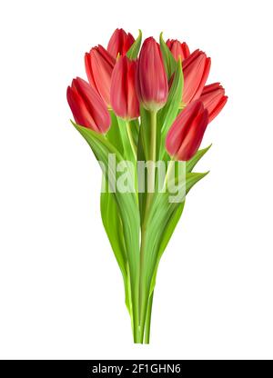 Realistic Red Tulips Flower Isolated on White Background. Vector ...