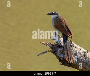 White-browed Coucal or lark-heeled cuckoo (Centropus superciliosus ...