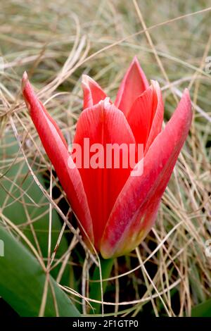 White water lily with yellow petals over green leaves in pond during ...