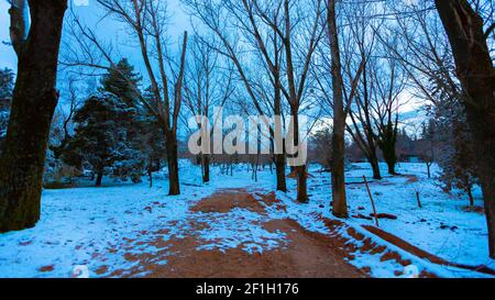 Snow in the Cedar forest in the middle Atlas range region, Ifrane ...