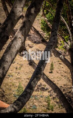 Cherry Blossom tree branches crossing each other Stock Photo - Alamy