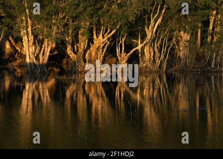 Eucalyptus trees (Melaleuca cajuputi) on a freshwater swampy lake ...