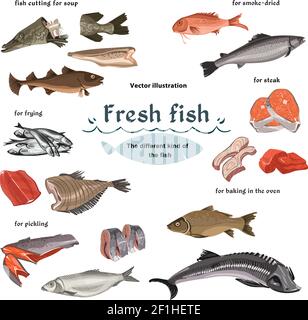 Fishes sketch vector isolated icons. Sea or ocean fish species of ...