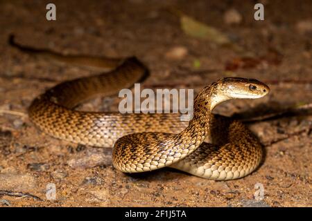 Rough-scaled Snake in striking position Stock Photo - Alamy