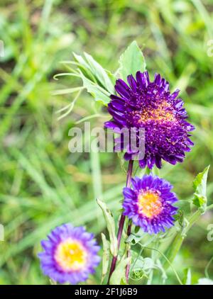 Autumn Aster in garden. Undersized varieties. Small garden Astra ...