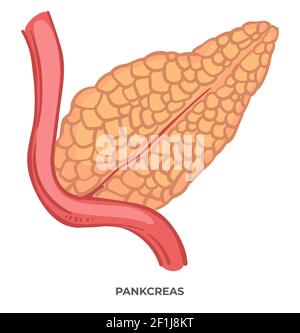 pancreas. digestive organ, and part of an endocrine system. Structure ...