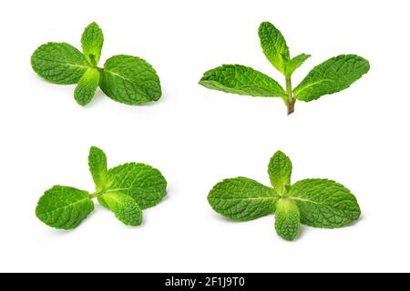 Set with green leaves of fresh mint on white background. Banner design ...
