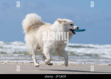 Icelandic sheepdog at the beach, Wadden Sea, Danmark Stock Photo - Alamy