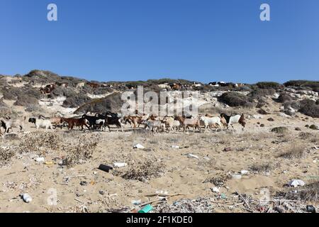 Mountain goats in northern Cyprus. They are considered more difficult ...