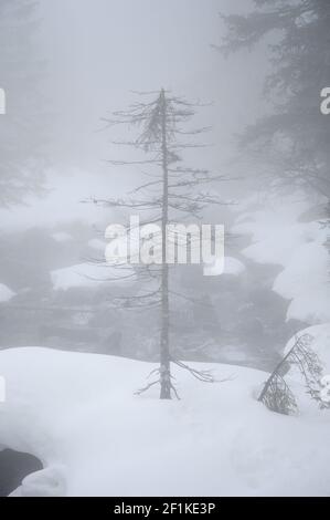Gamchibach in Kiental in the mist and snow Stock Photo - Alamy