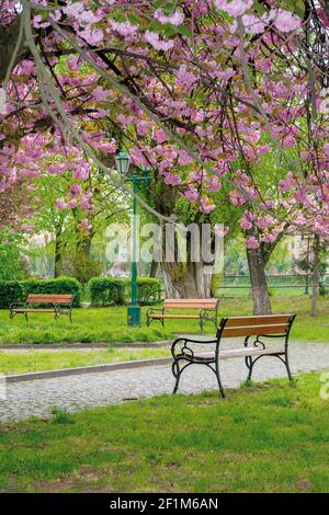 Beautiful Sakura Flowers at a Public Park in Fukuoka City, Japan Stock ...