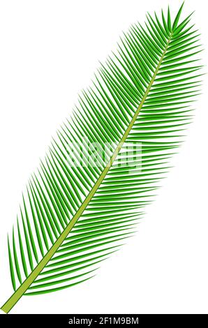 leave palm tropical natural Stock Vector Image & Art - Alamy