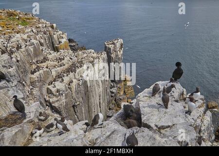 Guillemots, Uria aalge, plus Shags, Razorbills and Kittiwakes, nesting ...
