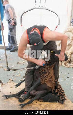 Close up view of a shepherd shearing his sheep Stock Photo - Alamy