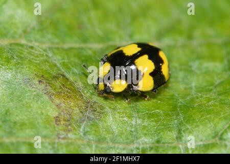 Fungus-eating ladybird (Illeis galbula) Insecta Stock Photo - Alamy