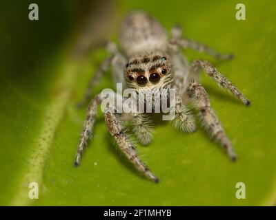Cyclops Jumping Spider (Opisthoncus polyphemus), New South Wales, NSW ...