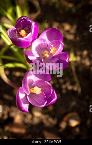 Radiant and romantic colourful Crocuses blooming in early spring ...