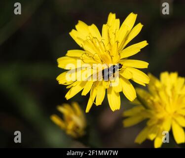 Cats ear weeds growing in the lawn in a garden, UK Stock Photo - Alamy