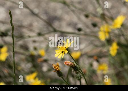 Cats ear weeds growing in the lawn in a garden, UK Stock Photo - Alamy