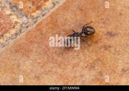 Messor barbarus, Barbary Harvester-Ant Queen Stock Photo - Alamy