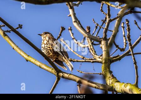 Common song thrush in a tree Stock Photo - Alamy