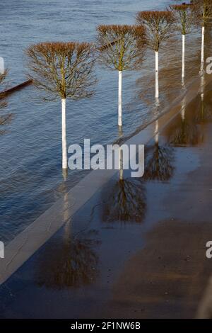 high tide at the river Rhine with young trees in the water Stock Photo ...
