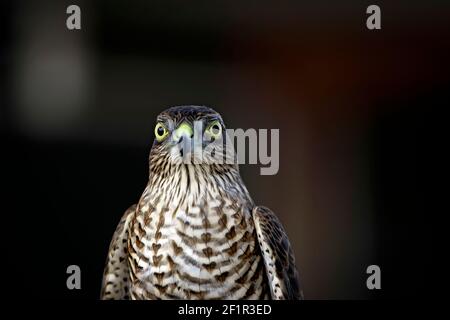 One of the most widespread and familiar large hawks in North America ...