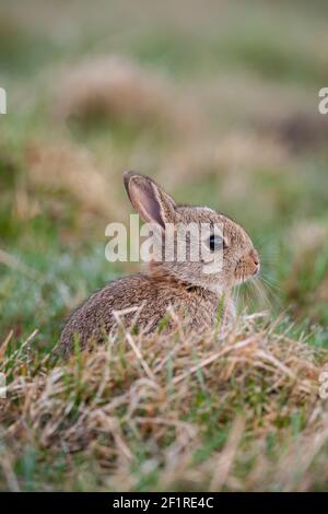European Rabbit Oryctolagus cuniculus immature Stock Photo - Alamy