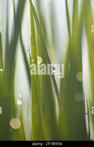 A vertical shot of large dew drops on a green plant Stock Photo - Alamy