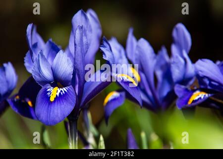 Blue netted iris Stock Photo - Alamy