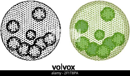 Volvox in colour and doodle on white background Stock Vector Image ...