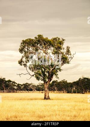 Outback scenery with Eucalyptus tree Stock Photo - Alamy