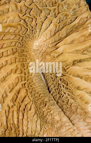 Raw Green Tripe Stock Photo - Alamy