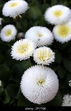 Bellis perennis 'Bellissima White’ white Bellis – white flowers with ...