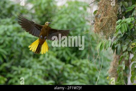 Russet-backed oropendola (Psarocolius angustifrons) flying with grasses ...