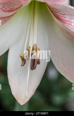 close-up shot os pink and White Asian Lily(Lilium) in suburban garden ...