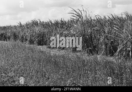 Damage to sugar cane after Hurricane Flora, central Cuba, Cuba, 1963 ...