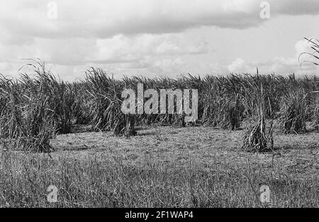 Damage to sugar cane after Hurricane Flora, central Cuba, Cuba, 1963 ...